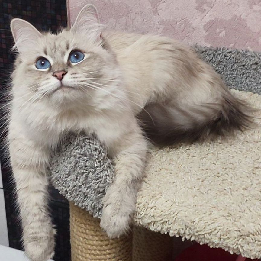 Невская маскарадная кошка