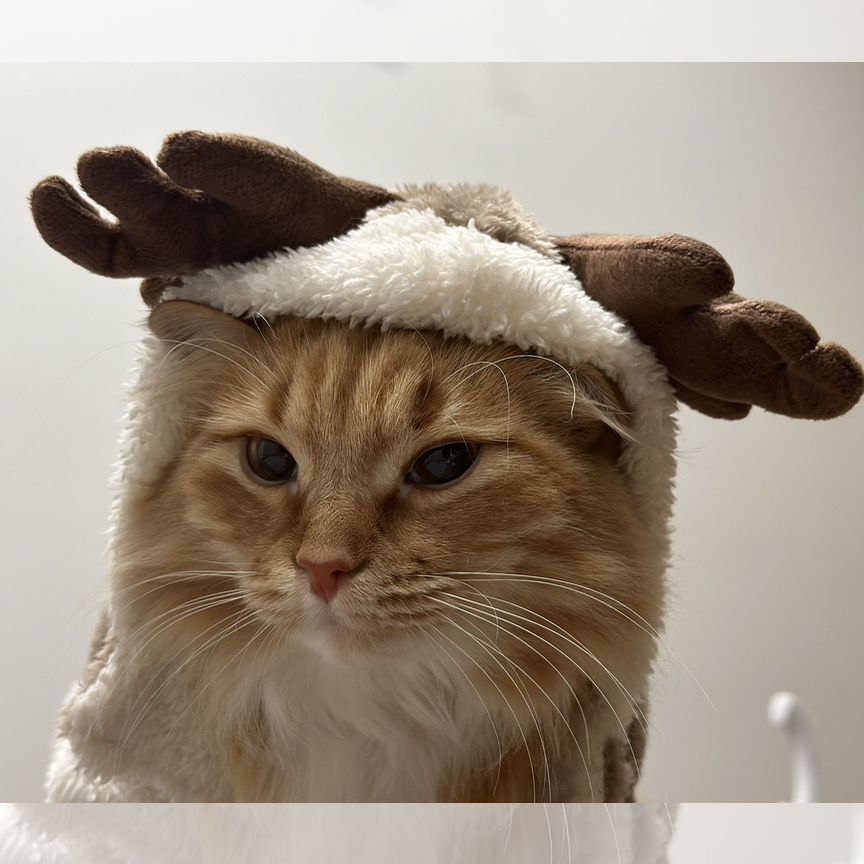 Костюм оленя для собаки/кота