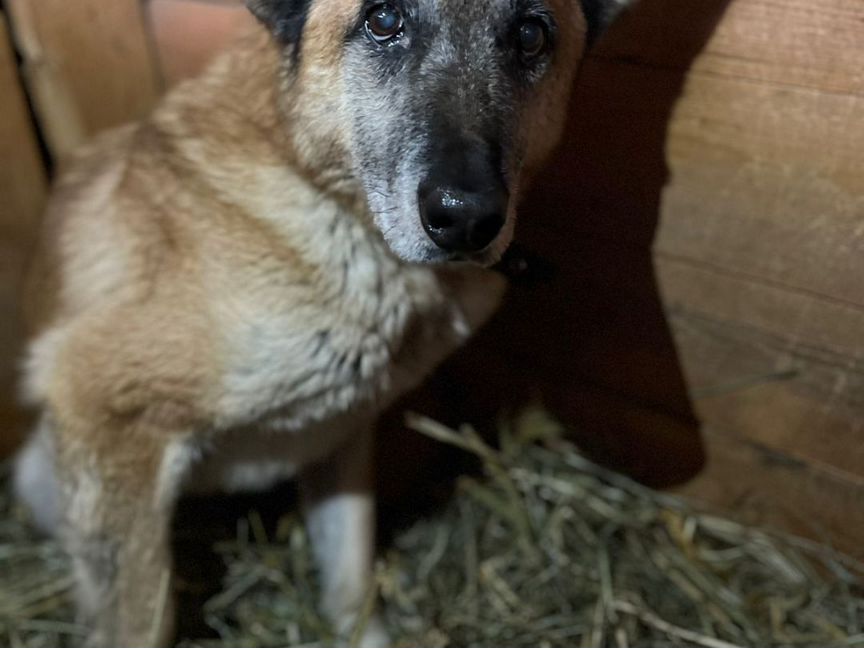 Панда из приюта надеется стать домашней