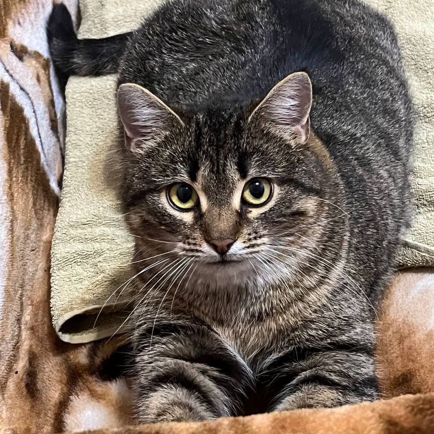 Кошка срочно ищет дом