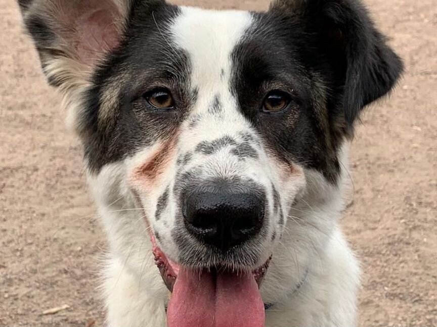 Собака в добрые руки