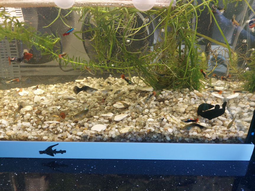 Аквариумные рыбки Подростки гуппи