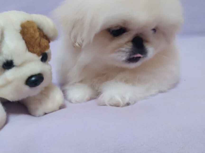 Пекинес