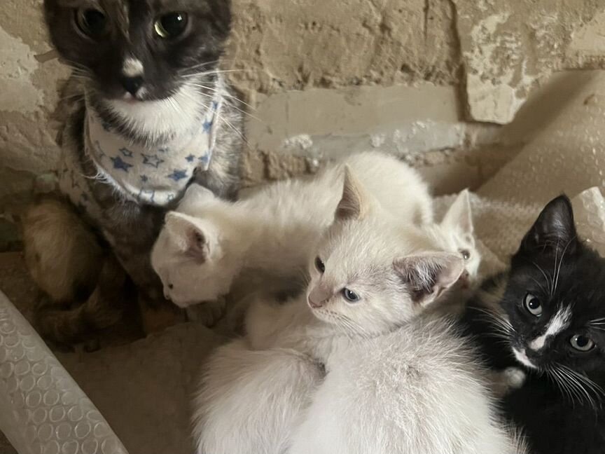 Кошка