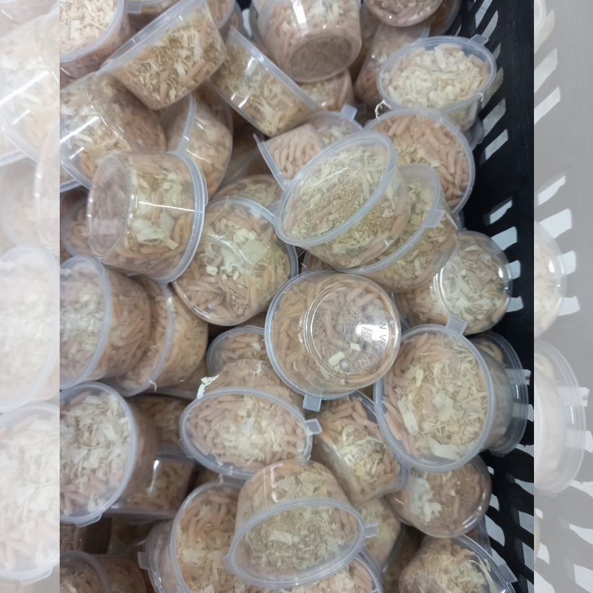 Мотыль кормовой, мотыль насадочный, опарик