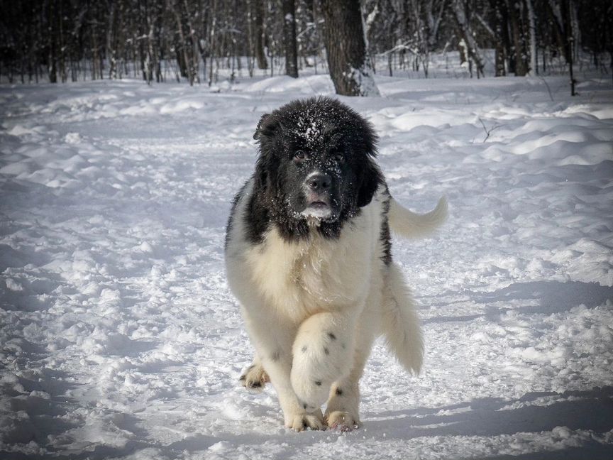 Ньюфаундленд