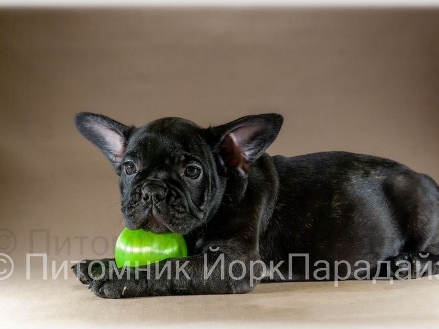 Французский бульдог брутальный парень