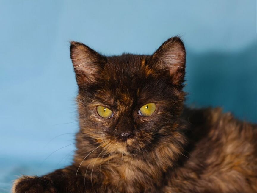 Трехцветная кошечка Киви