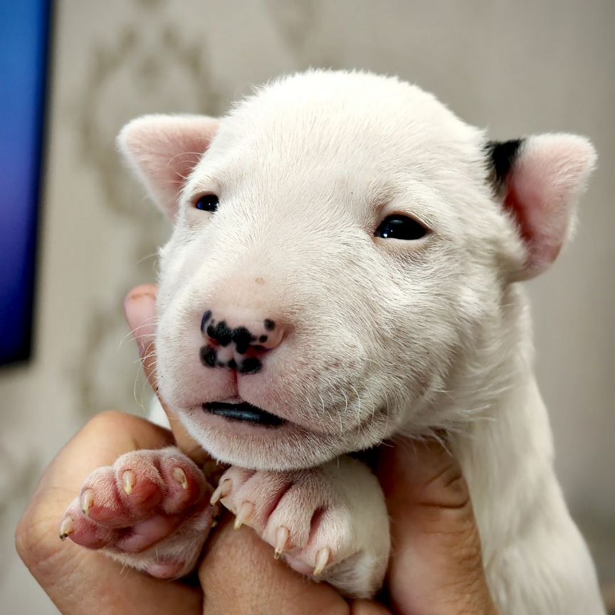 Щенки минибульки