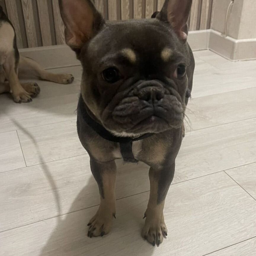 Французский бульдог, взрослая собака