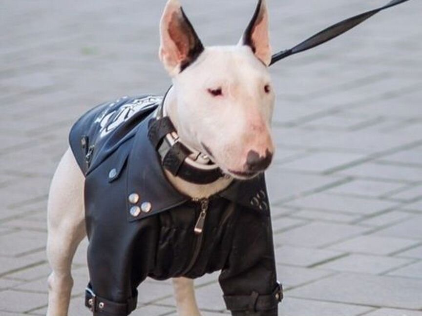 Стандартный бультерьер