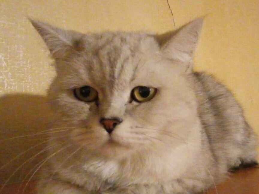 Кошка Британская с нелёгкой судьбой