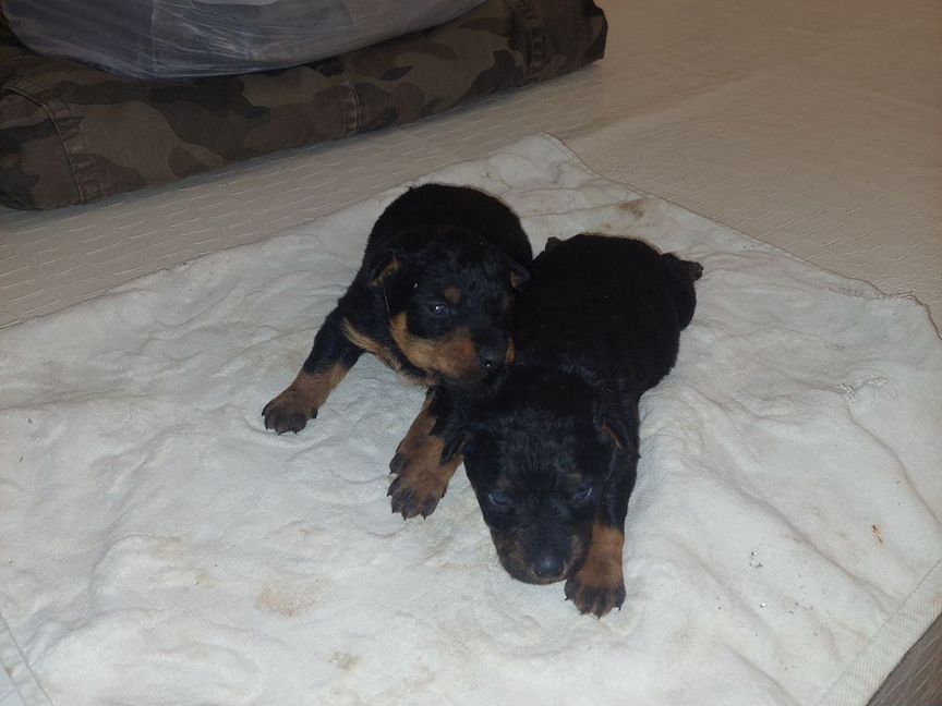 Щенки ягдтерьера