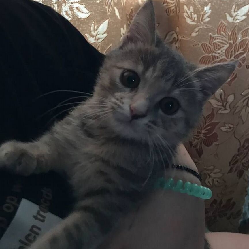 Европейская короткошерстная кошка