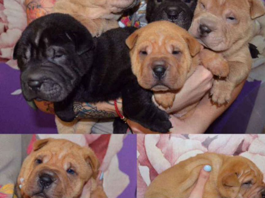 Щенки шарпей