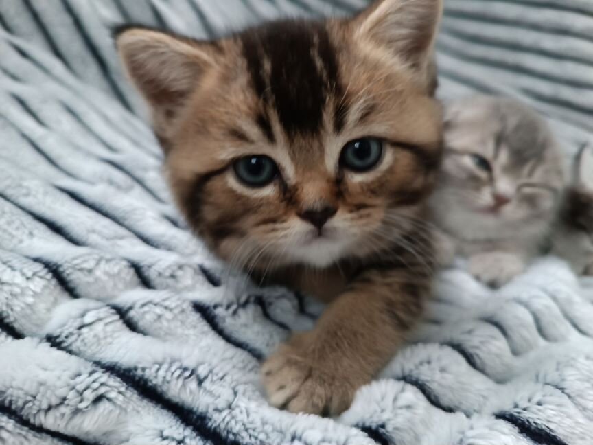 Шотландские котята