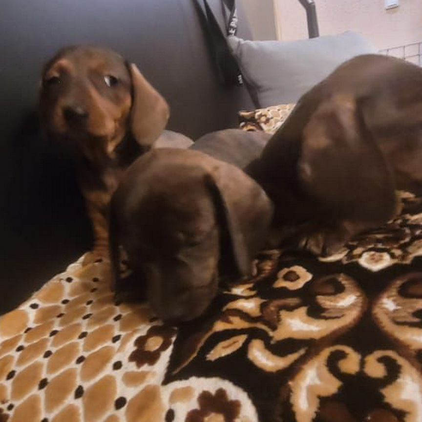 Такса, щенок