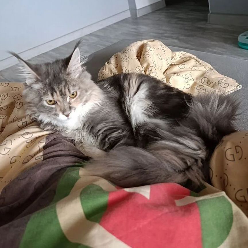 Мейн-кун котёнок