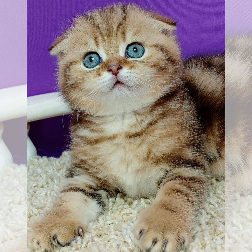 Шотландский вислоухий короткошёрстный котёнок