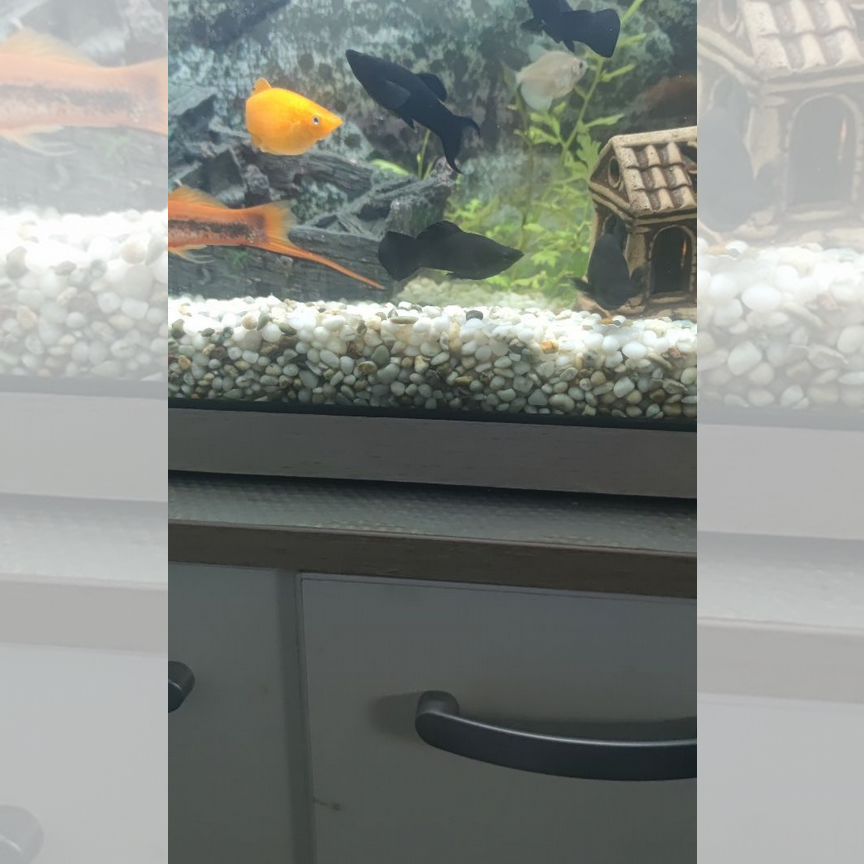 Моллинезия чёрная