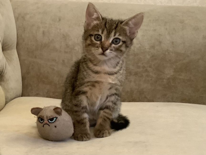 Котята в добрые руки бесплатно