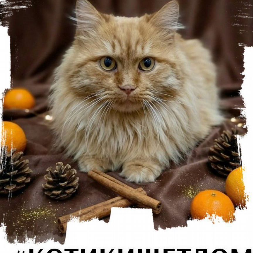 Взрослая кошка в добрые руки