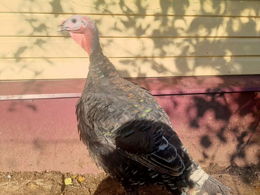 Индюк на племя