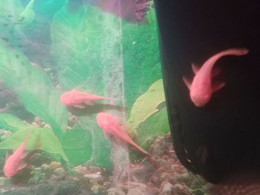 Аквариумные рыбки