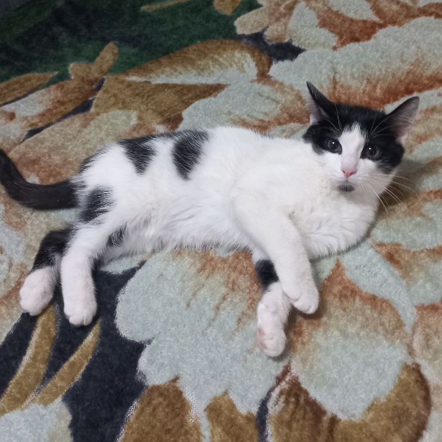 Котёнок в добрые руки