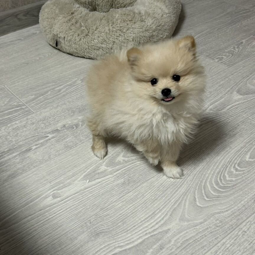 Померанский шпиц