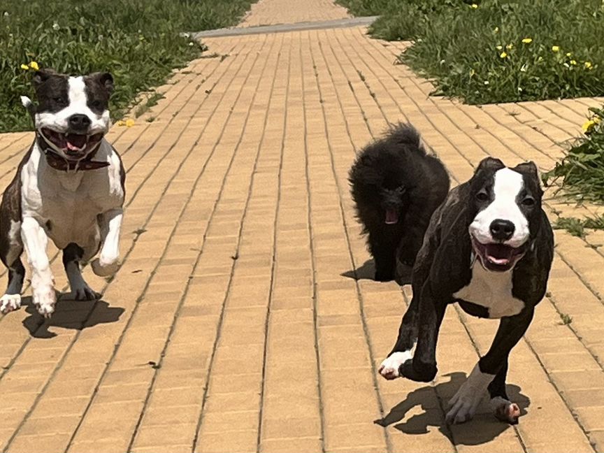 Щенки американского стаффордширского терьера