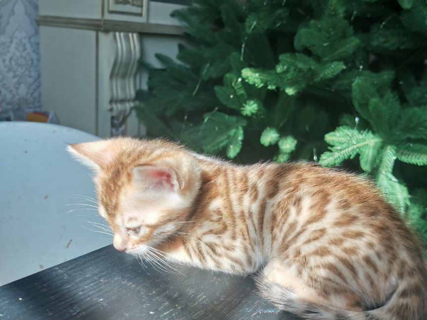 Бенгальские котята