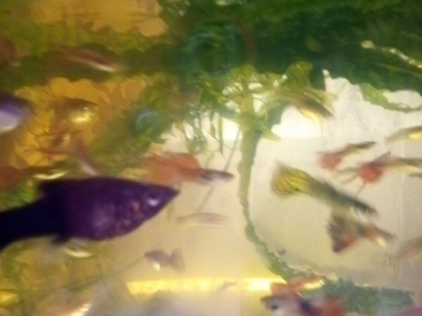 Аквариумные рыбки гуппи,меченосцы,молинезии