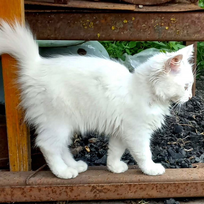 Красотка Мята