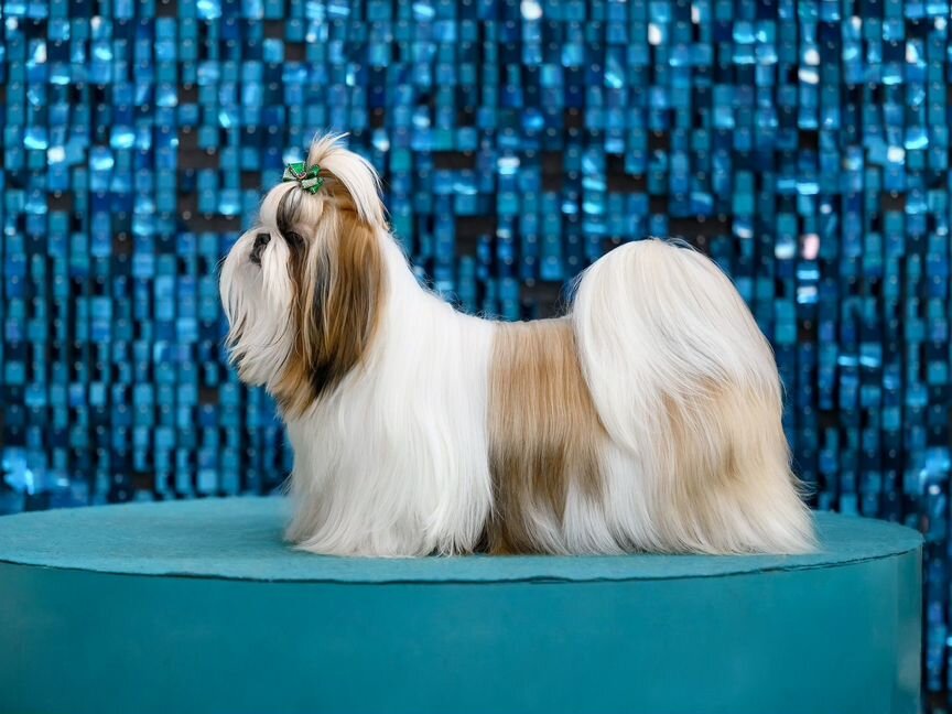 Ши-тцу щенки