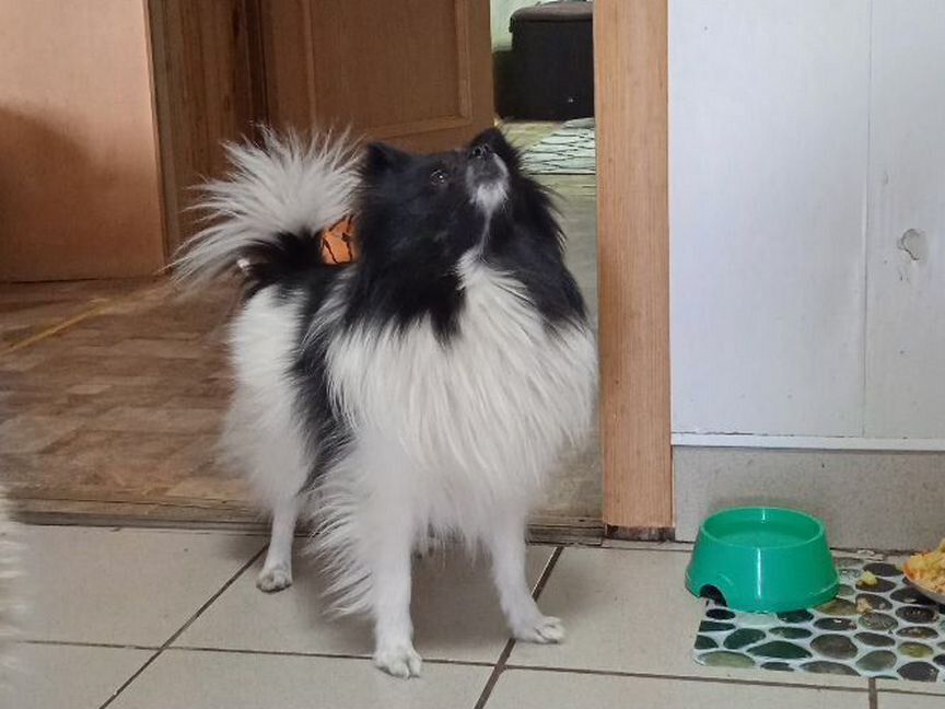 Девочка шпиц 3 года