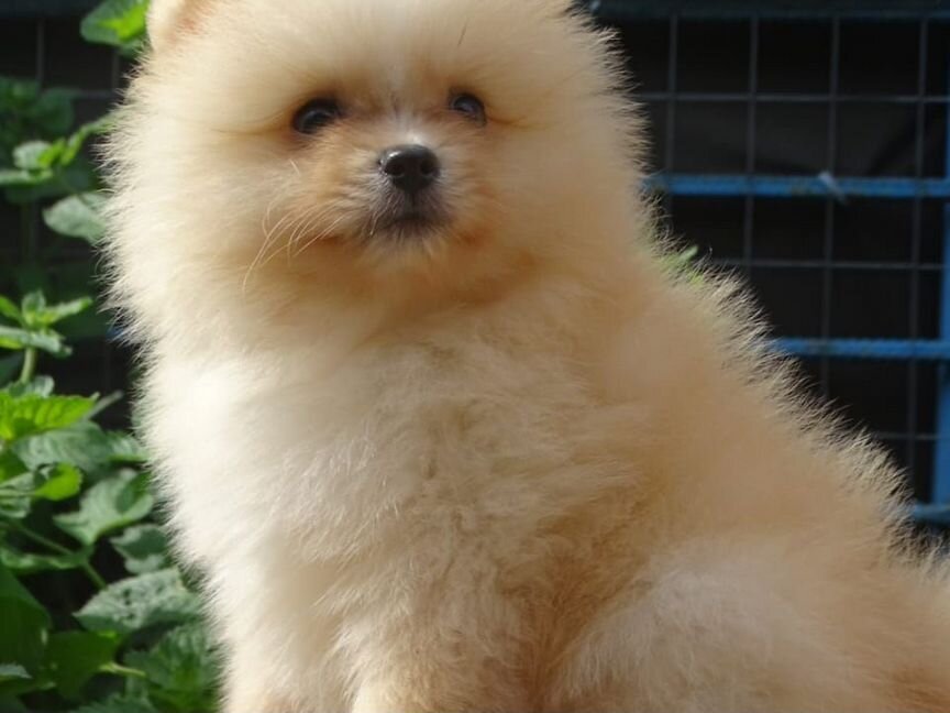 Кремовое облачко