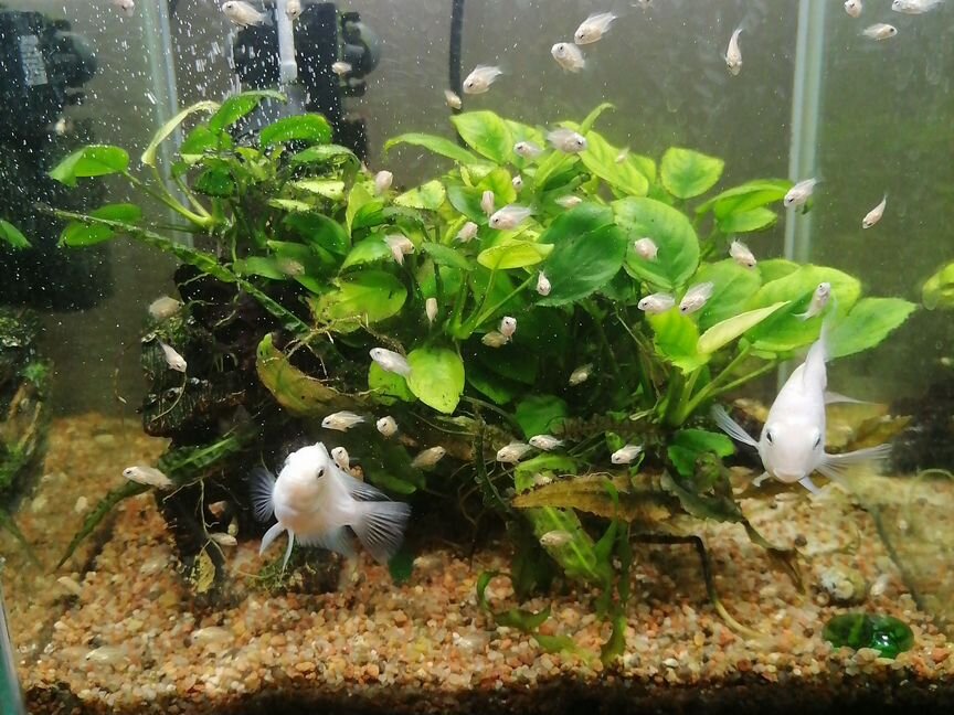 Платиновый попугай, рыбки, мальки
