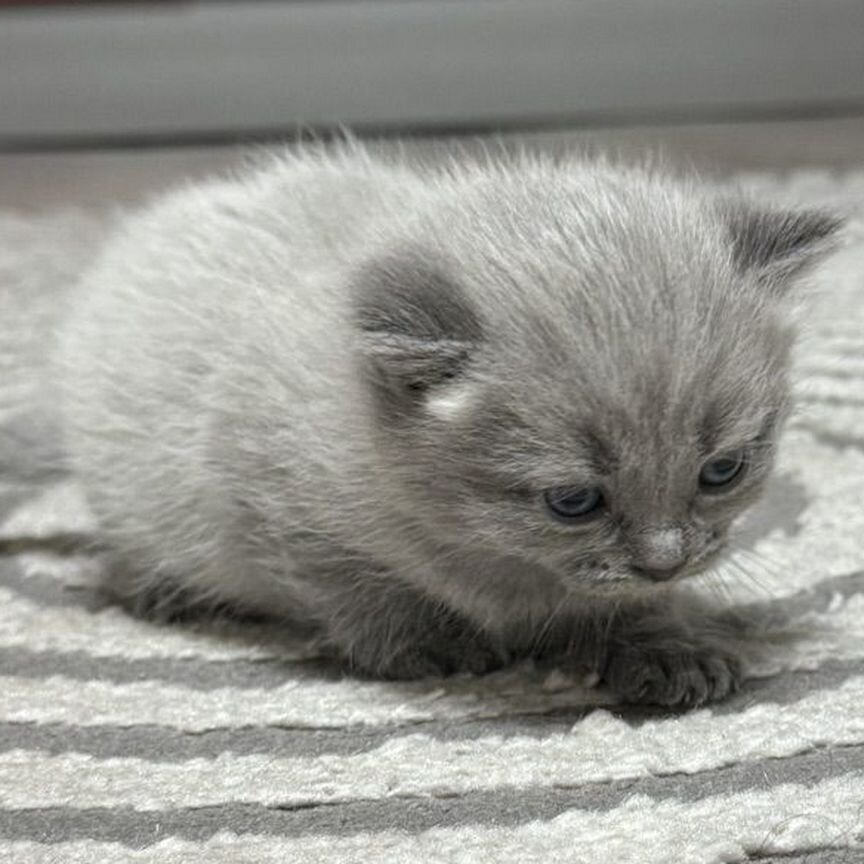 Шотландский вислоухий короткошёрстный котёнок