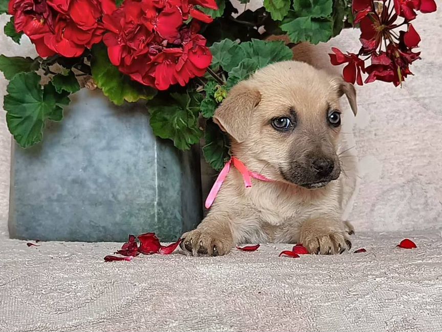 Щенок в добрые руки