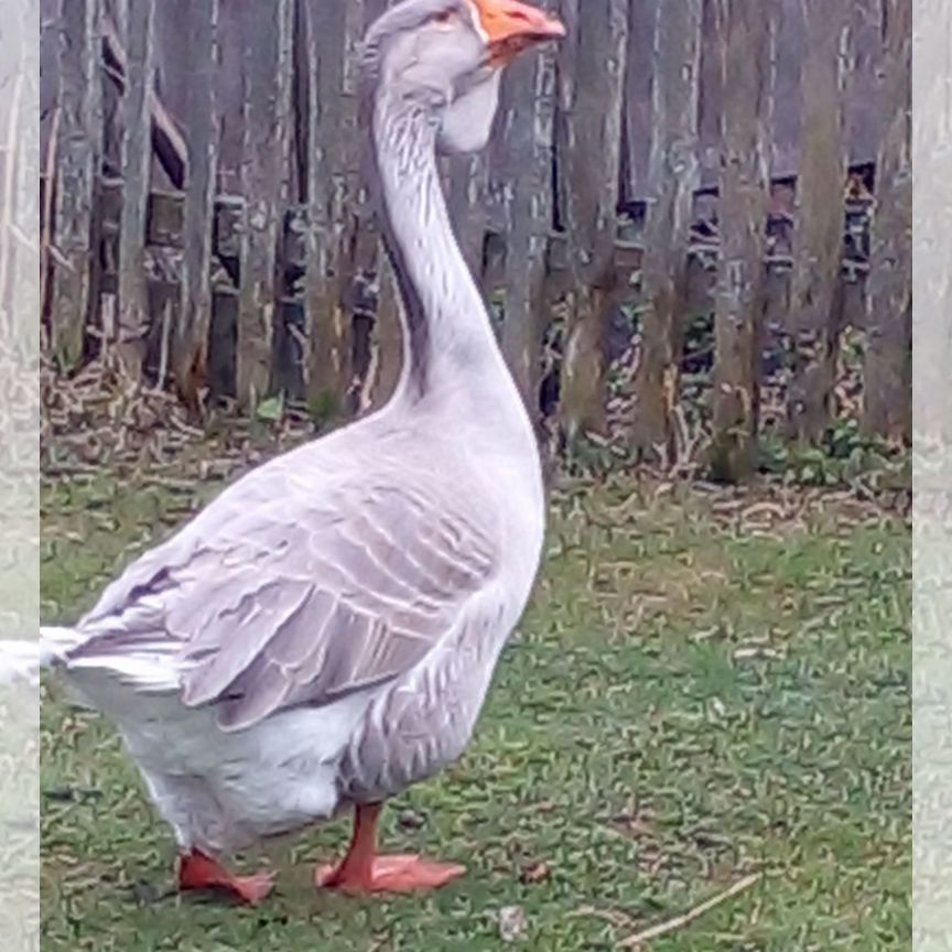 Гусь холмогорский (поместный)
