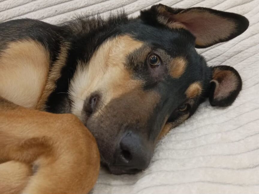 Щенок, внешне брутал, в душе тюлень