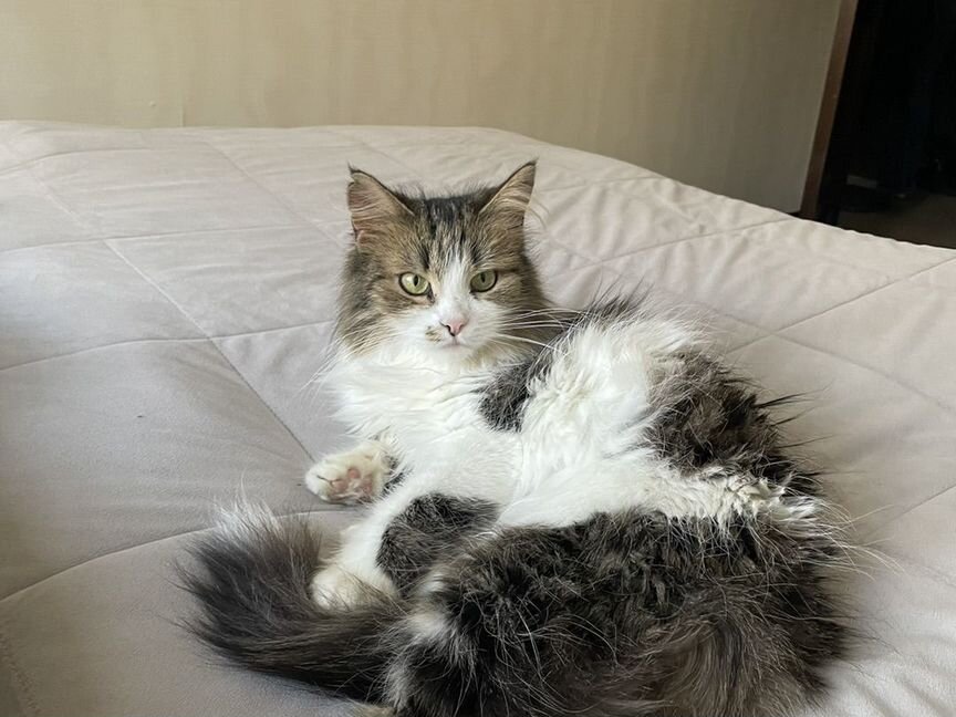 Кошка в добрые руки