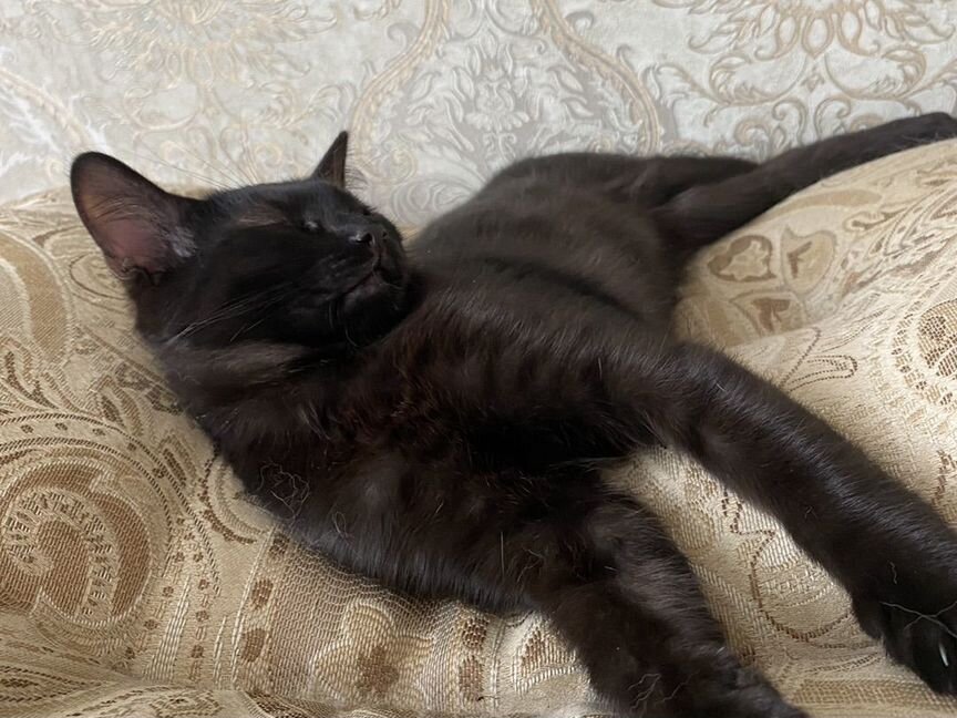 Котик-абормотик 3 месяца