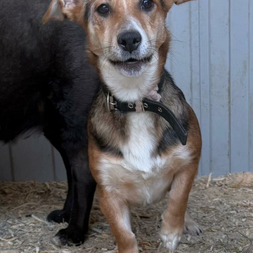 Маленькие собачки ищут семью