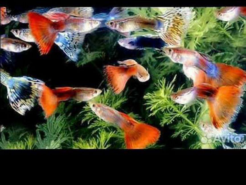 Мальки Гуппи