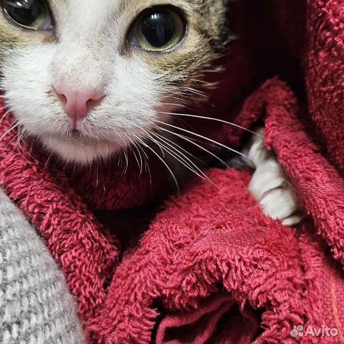 Котенок ребенок