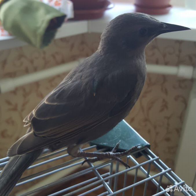 Скворец в добрые руки бесплатно