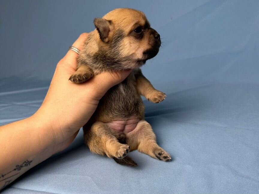 Щеночки чихуахуа