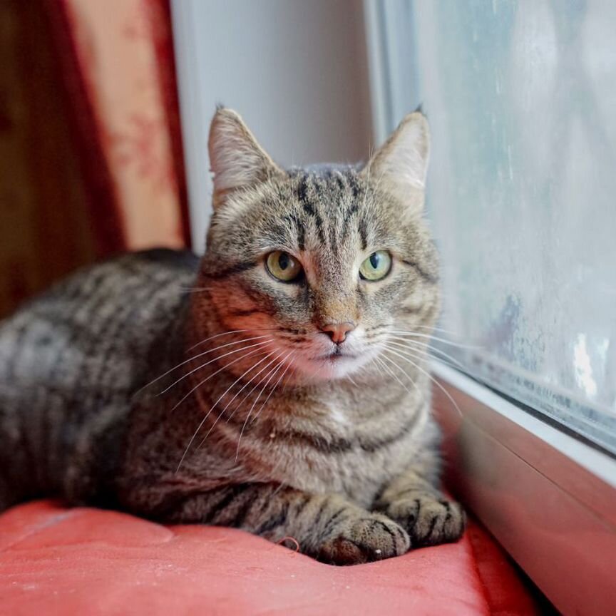 Кот в добрые руки